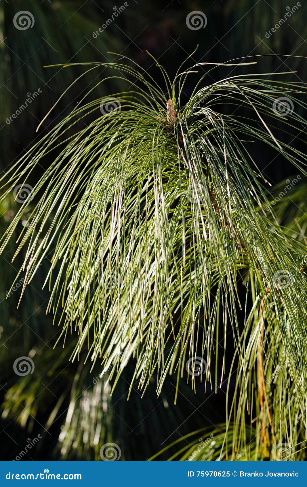 White pine branches stock image. Image of xmas, conifer - 75970625