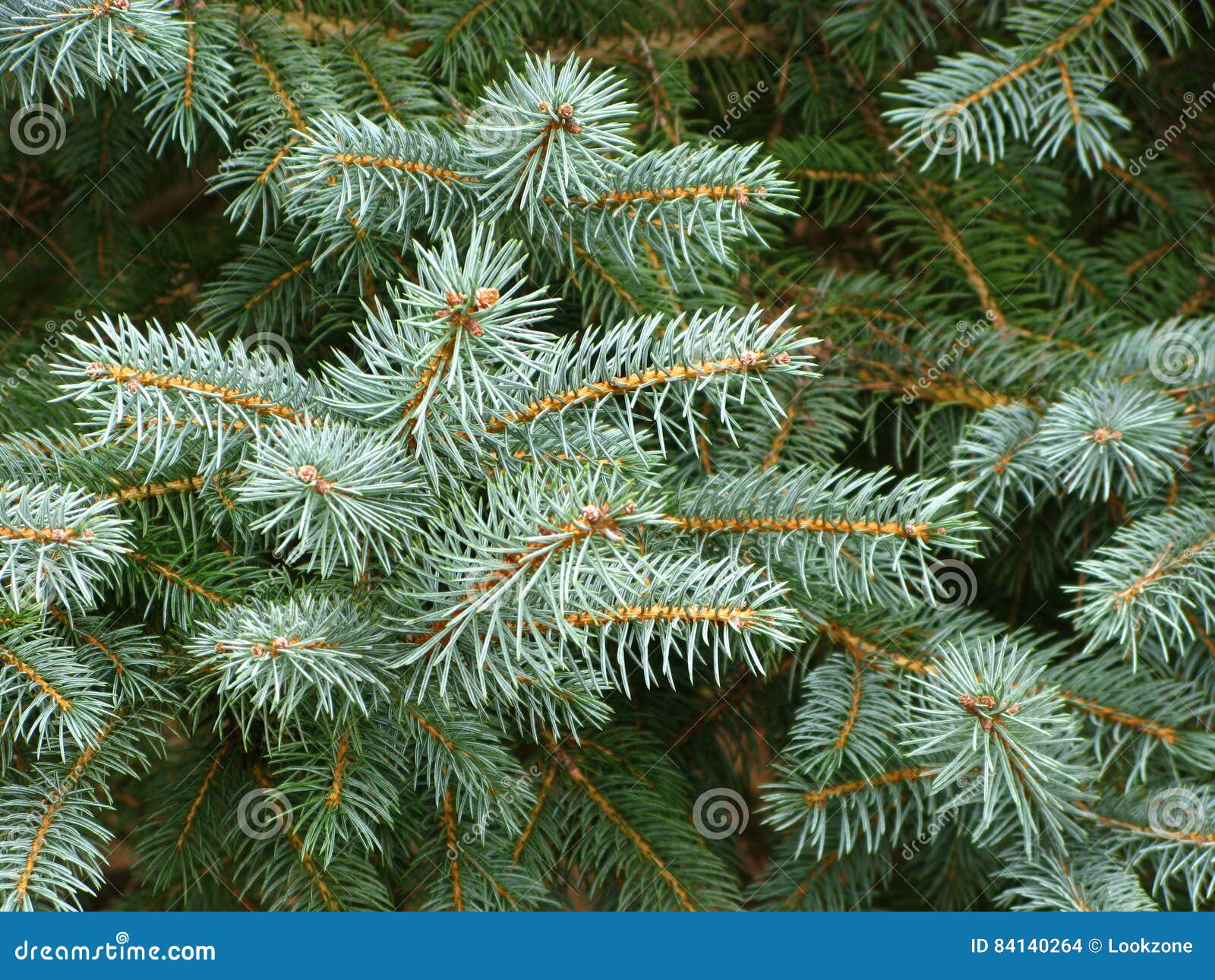 White Pine Fur Tree Branches Stock Photo - Image of shade, natural ...