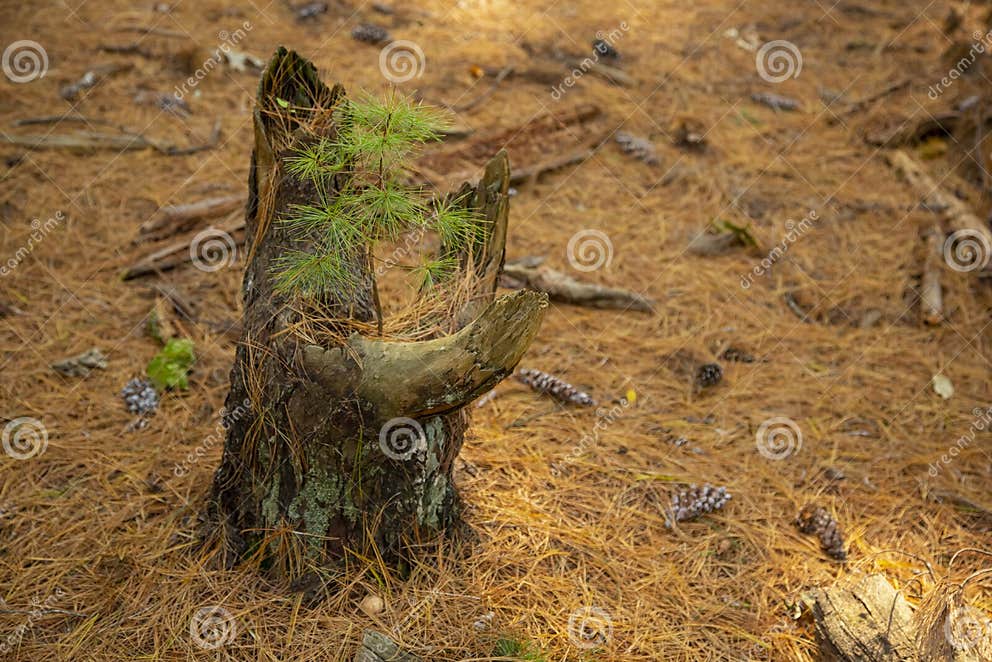 White Pine Sapling Sprouts from Tree Stump Stock Photo - Image of pine ...
