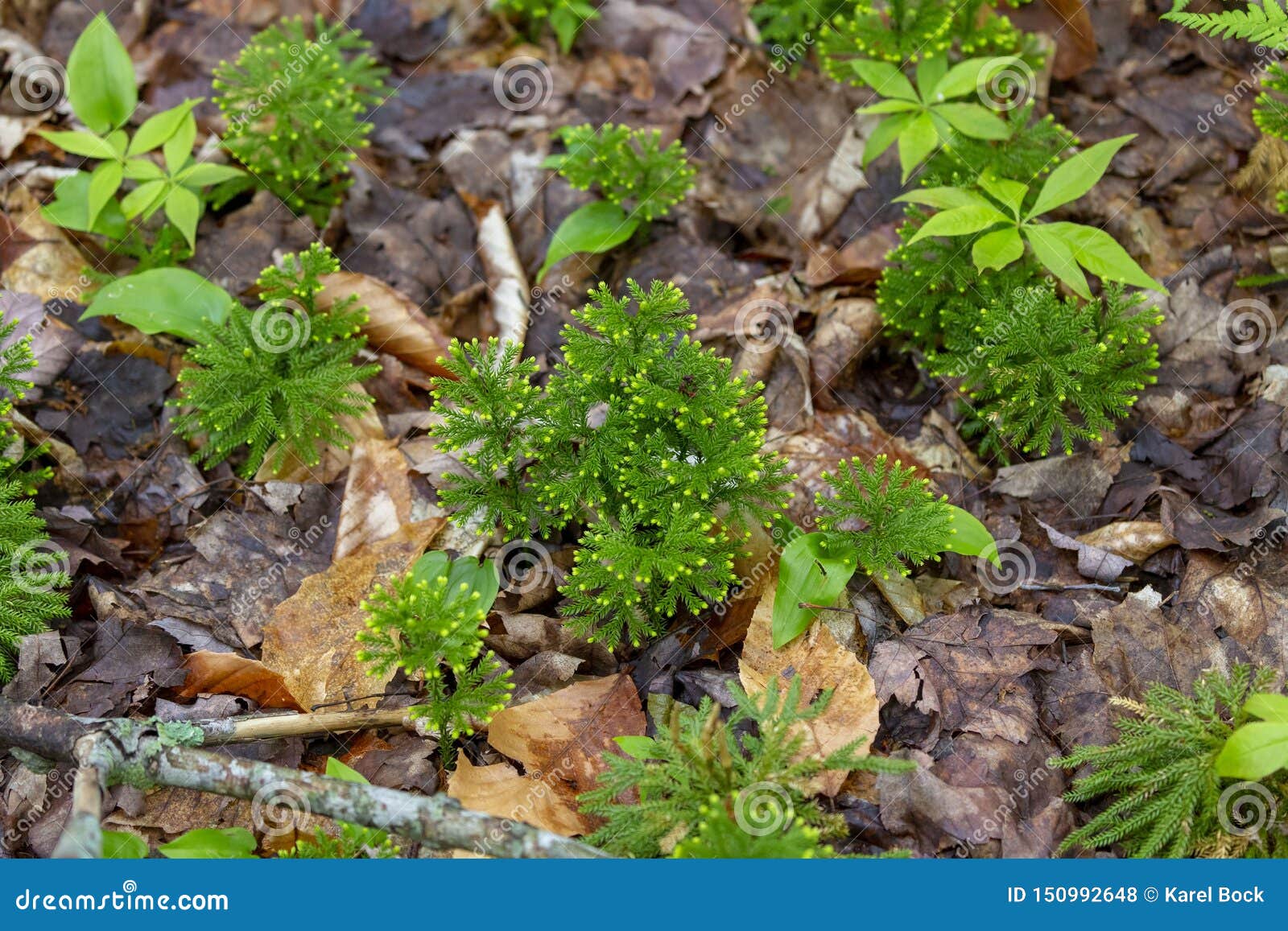 White pine seedlings stock photo. Image of seedlings - 150992648