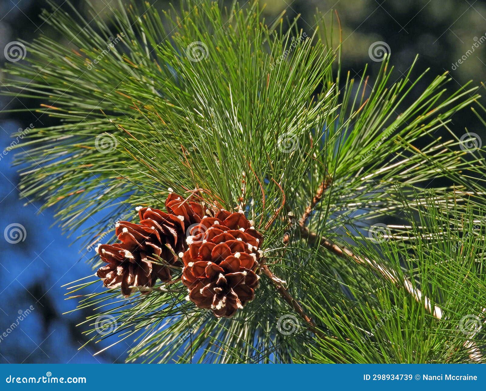 White Pine Tree with 2 Attached Pinecones with Sap Balls Stock Image ...
