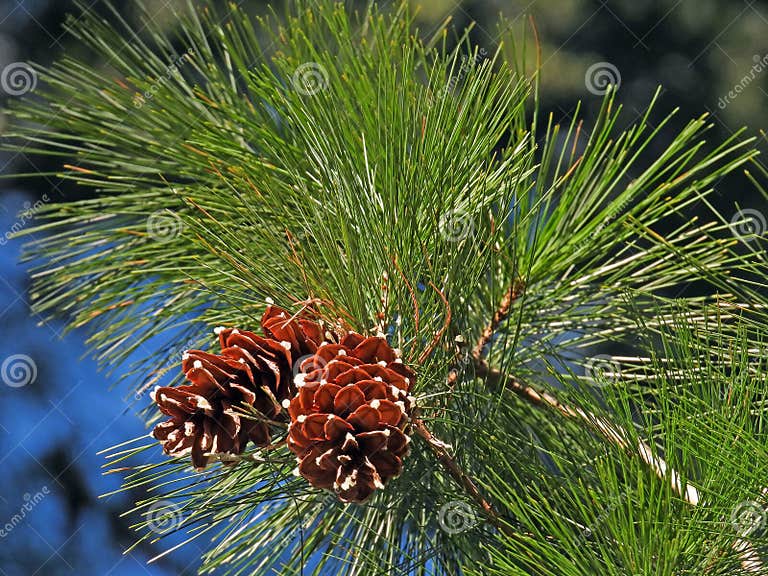 White Pine Tree with 2 Attached Pinecones with Sap Balls Stock Image ...