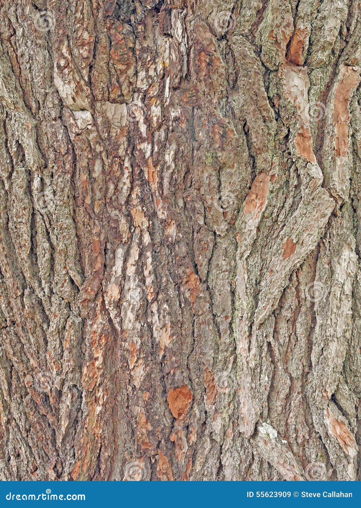 Pinus Strobus, White Pine Tree Branches Lit By Bright Sunrise Sun Light ...