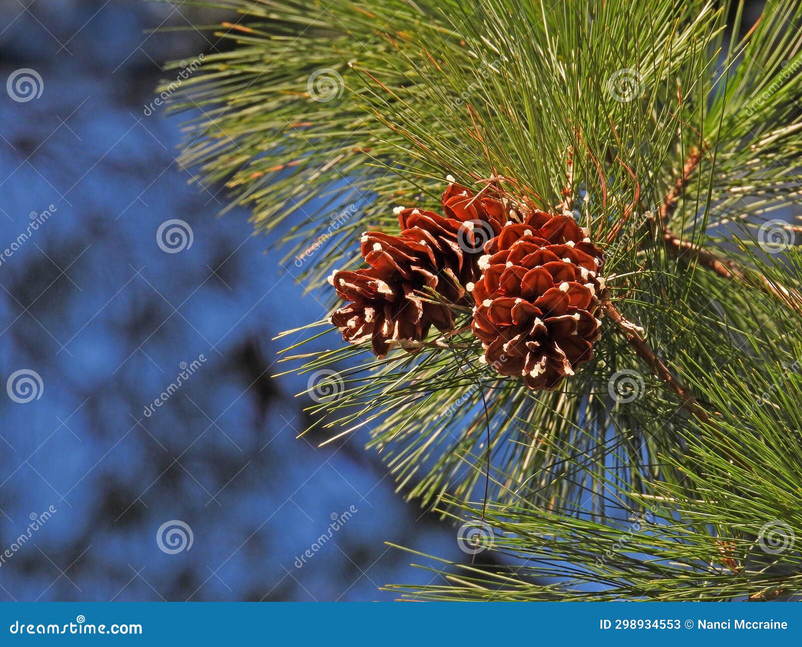 White Pine Tree with 2 Attached Pinecones with Sap Balls Stock Image ...