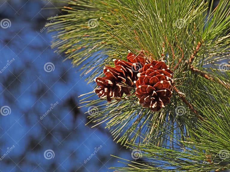 White Pine Tree with 2 Attached Pinecones with Sap Balls Stock Image ...