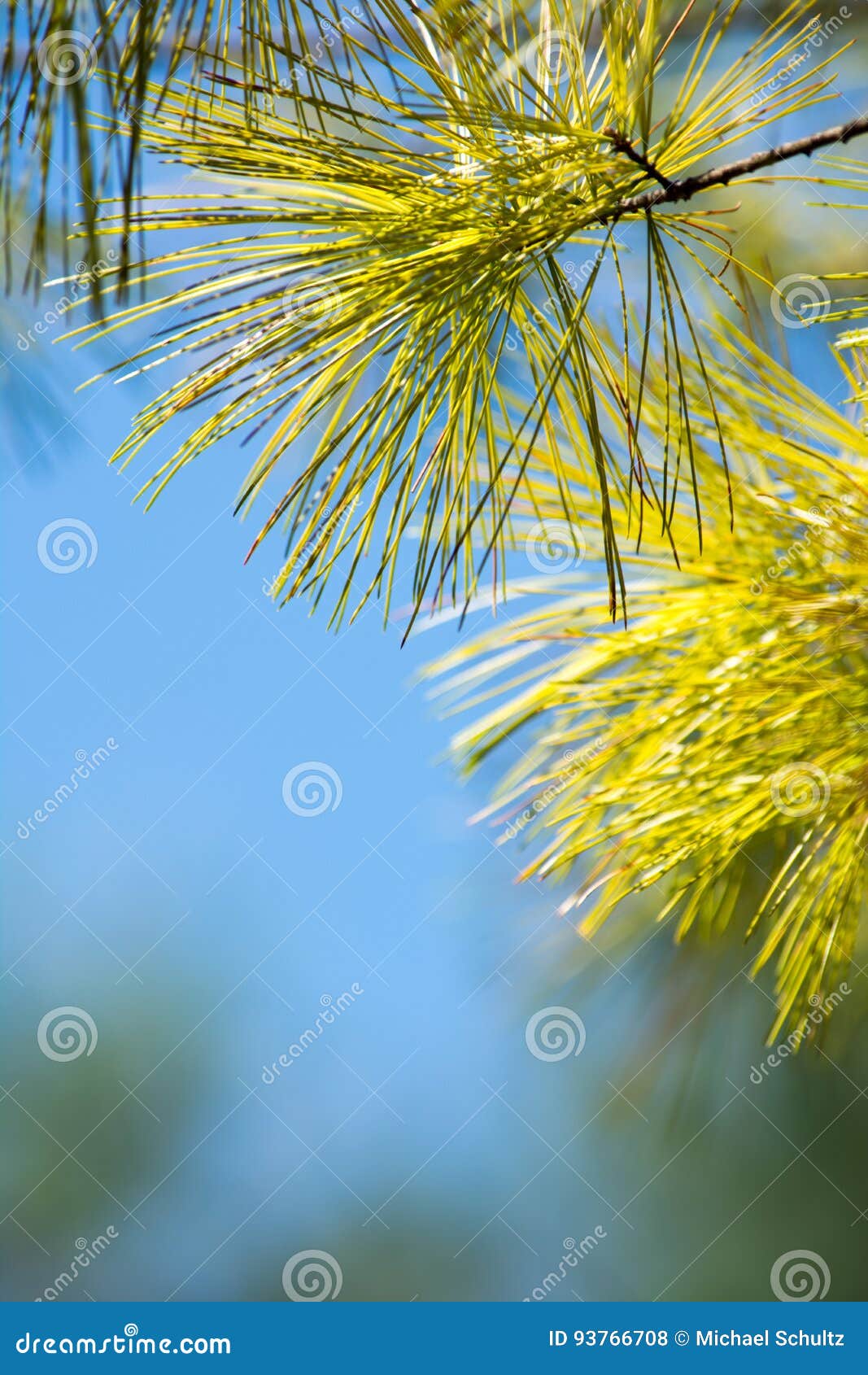 White pine tree needles stock photo. Image of tree, macro - 93766708