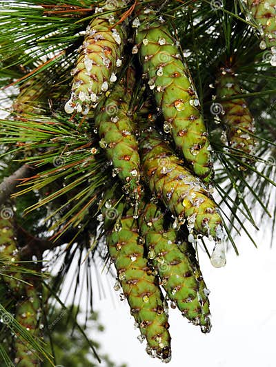 White Pine Tree Sap Flows Down Pinecone Branch Stock Photo - Image of ...