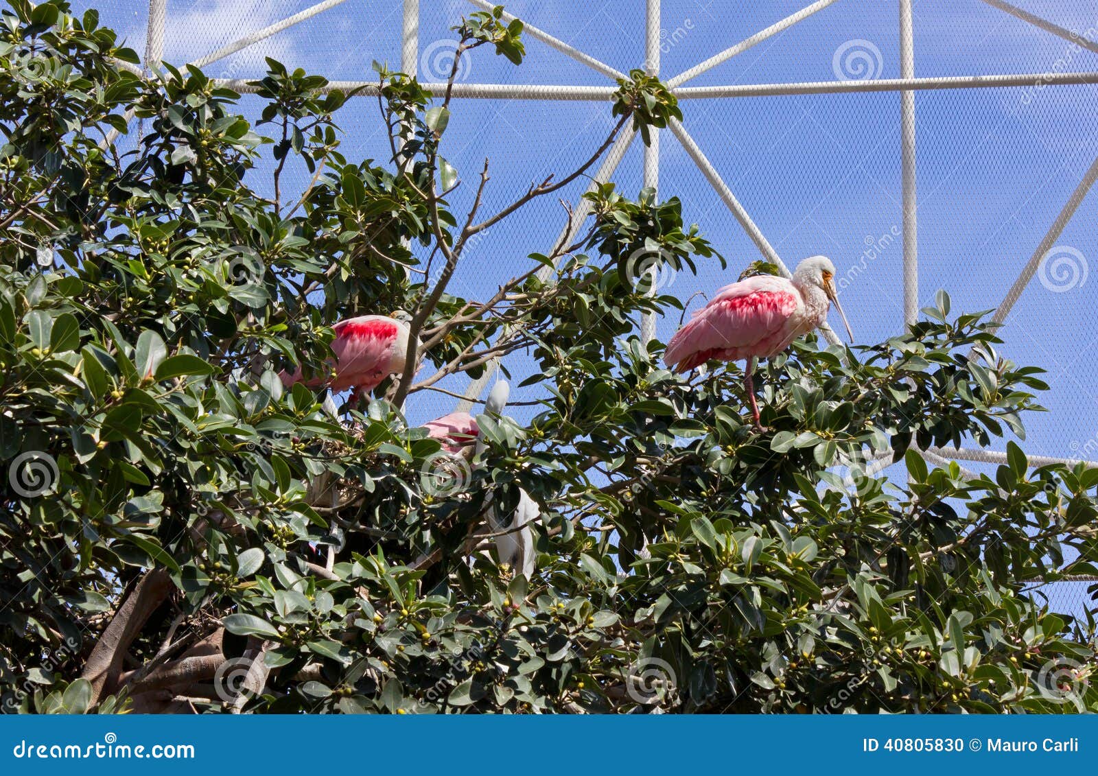 White Pink Birds among Trees in an Aviary Stock Photo - Image of blue ...