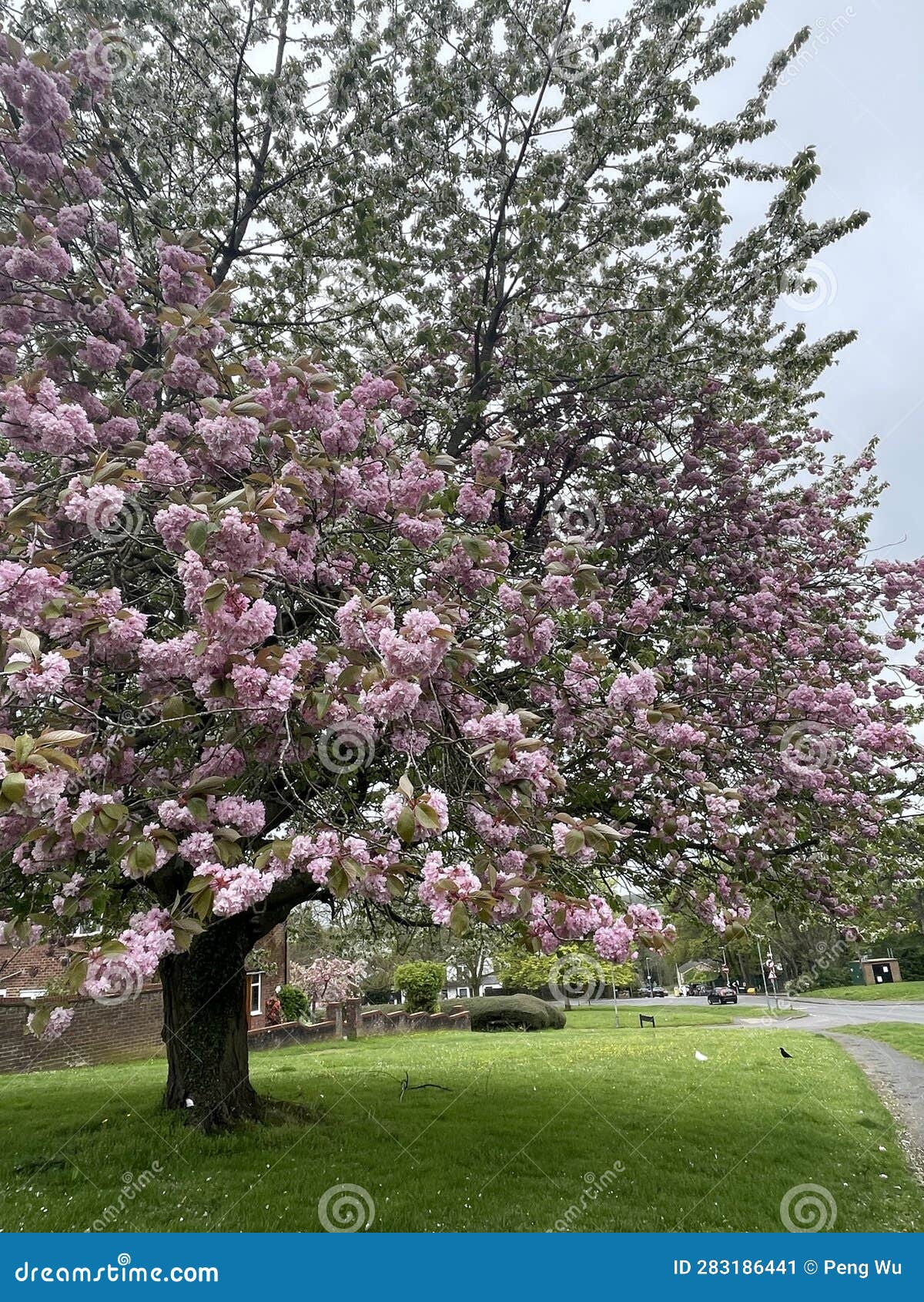 White and Pink Blossom Tree Stock Image - Image of shrub, countryside ...