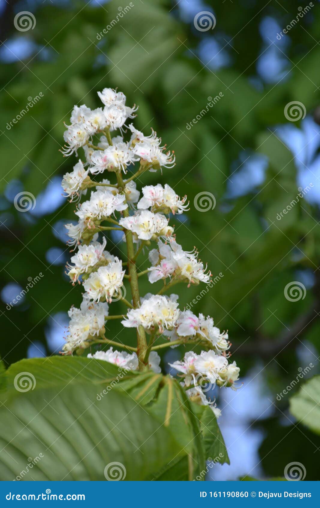 White and Pink Flowering Conker Tree in the Springtime Stock Photo ...