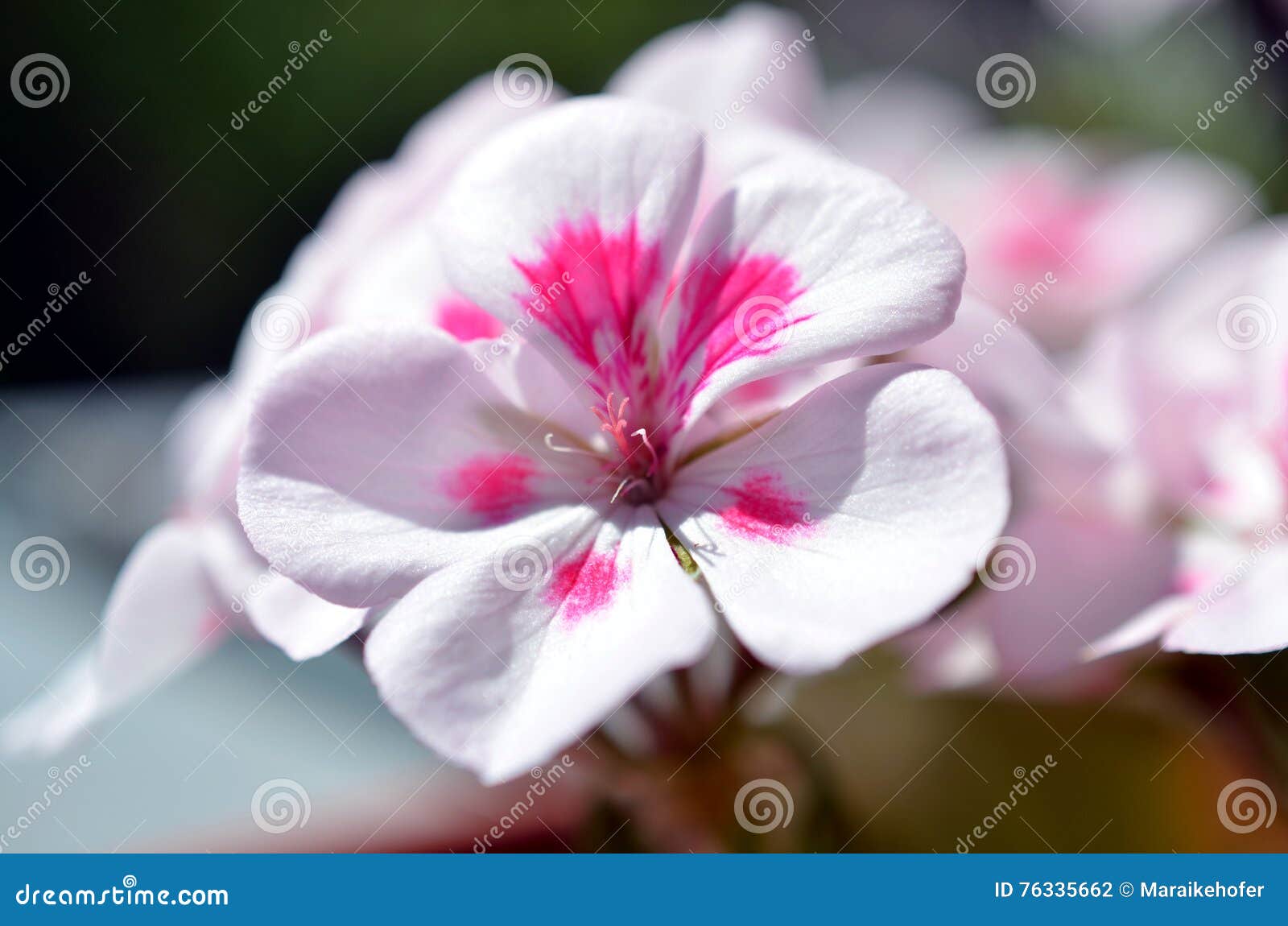 White and Pink Geranium Flower Closeup Stock Photo - Image of garden ...