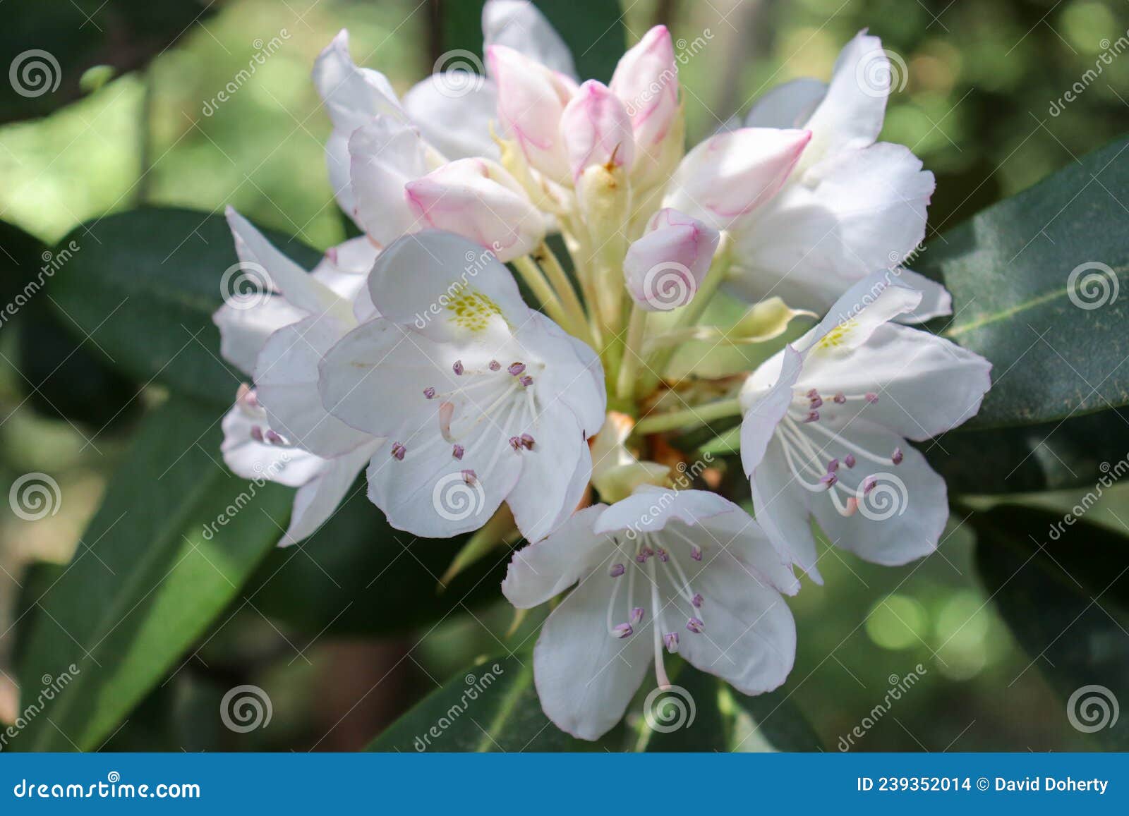 White and Pink Great Laurel & X28;Rhododendron Maximum& X29; Flower ...
