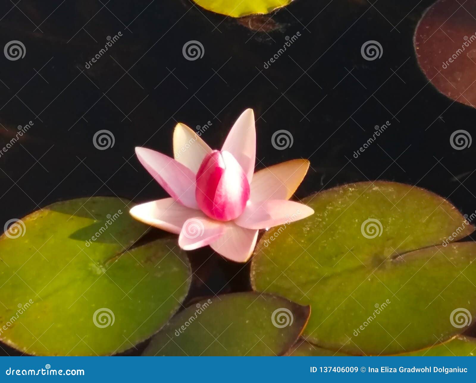 White Pink Lotus Flower stock image. Image of beautiful - 137406009