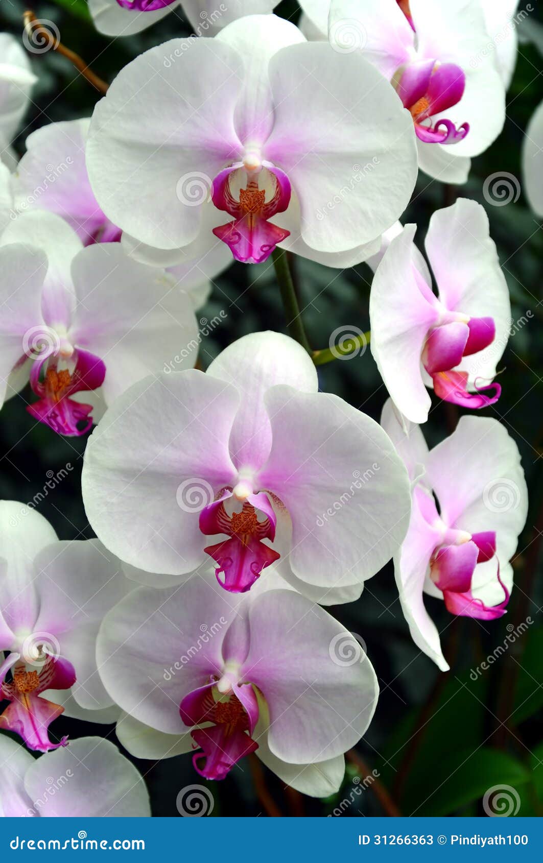 White Pink Orchids