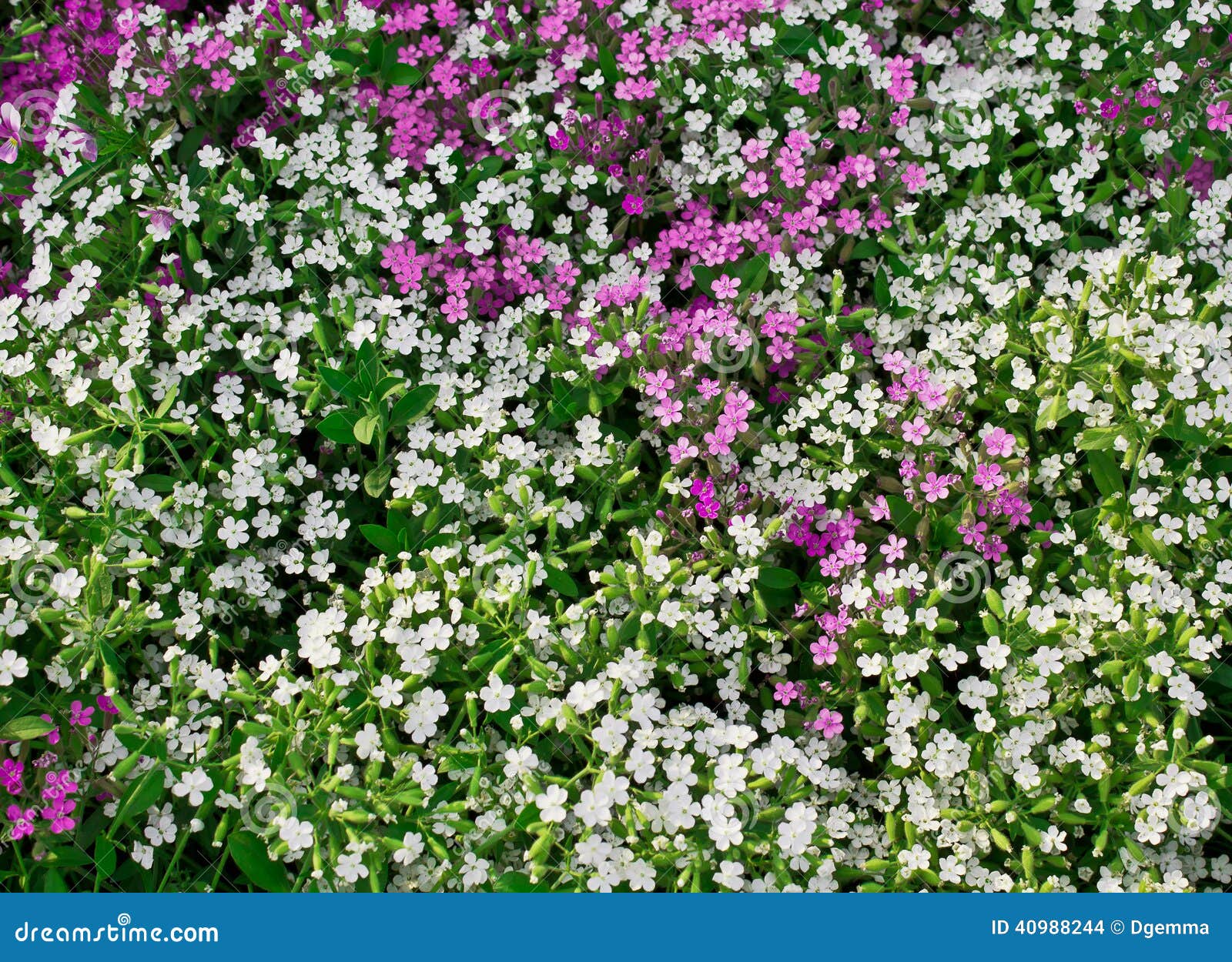White and Pink Phlox Subulate Stock Photo - Image of park, pink: 40988244