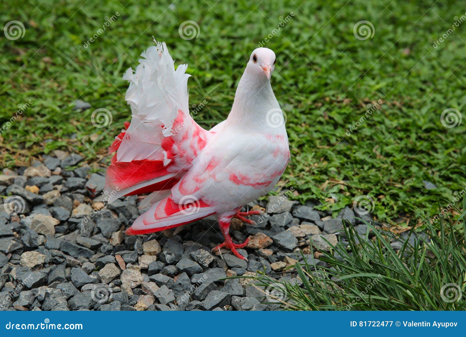 Pink Pigeon Royalty-Free Stock Photo | CartoonDealer.com #25836909