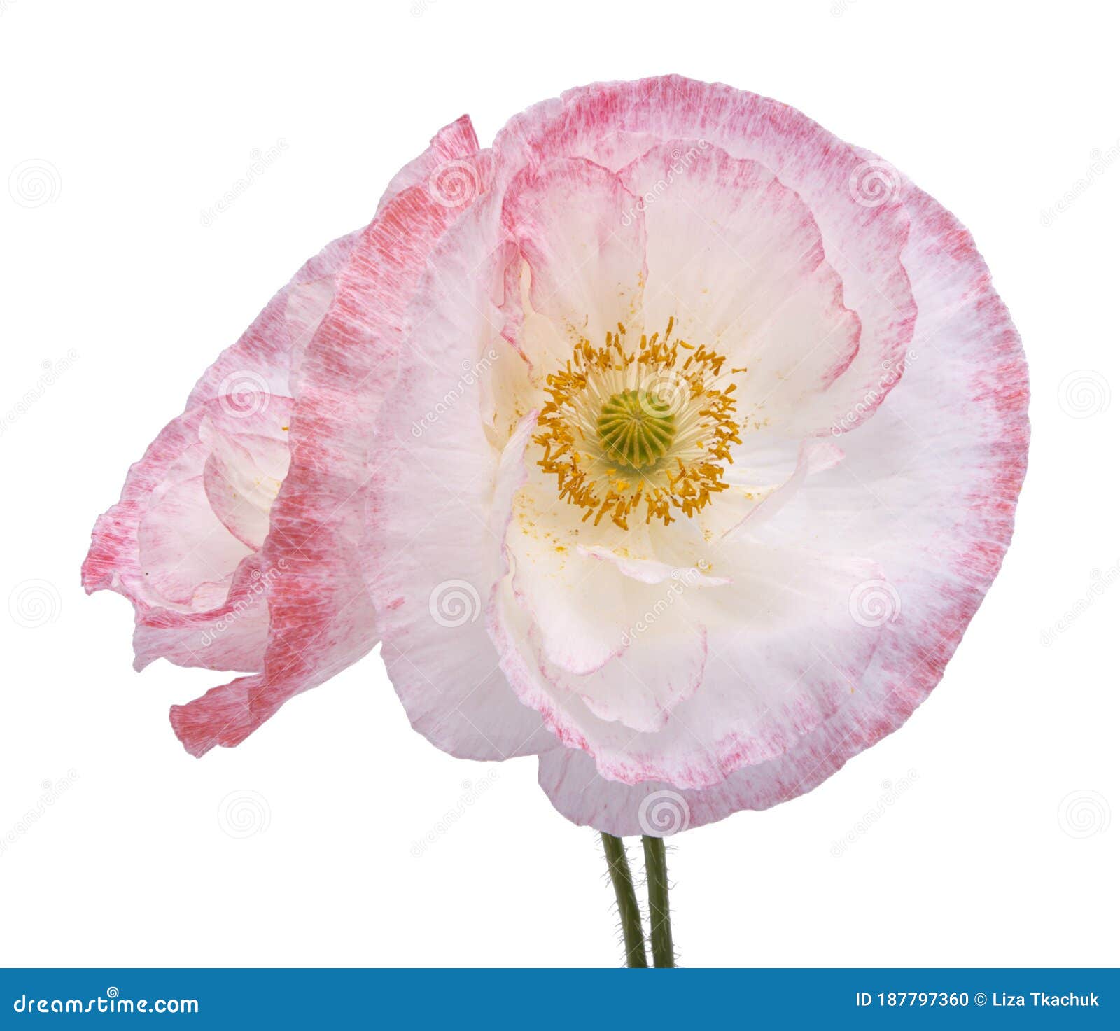 White and Pink Poppy Flower Isolated on the White Stock Photo - Image ...
