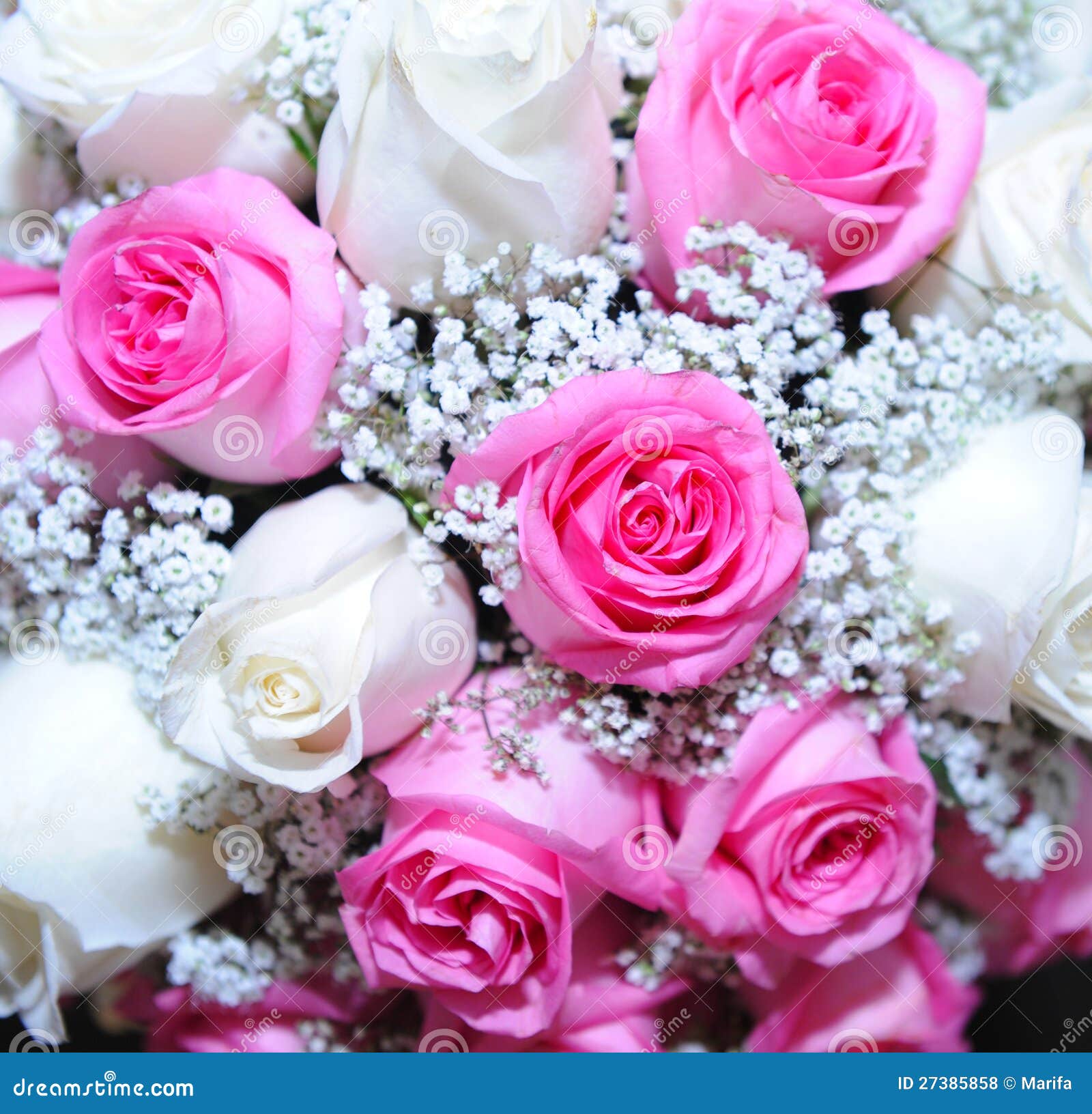 White and pink rose stock photo. Image of green, marriage - 27385858