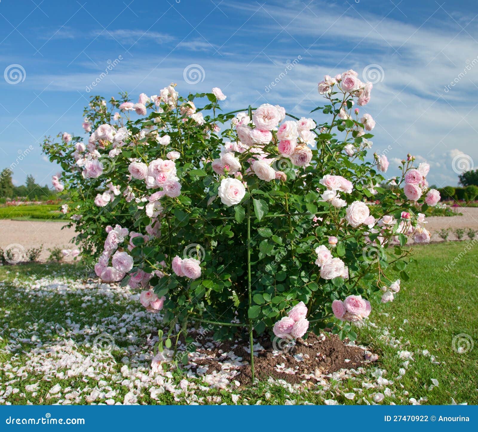 White-Pink Rose bush stock photo. Image of fresh, gardening - 27470922