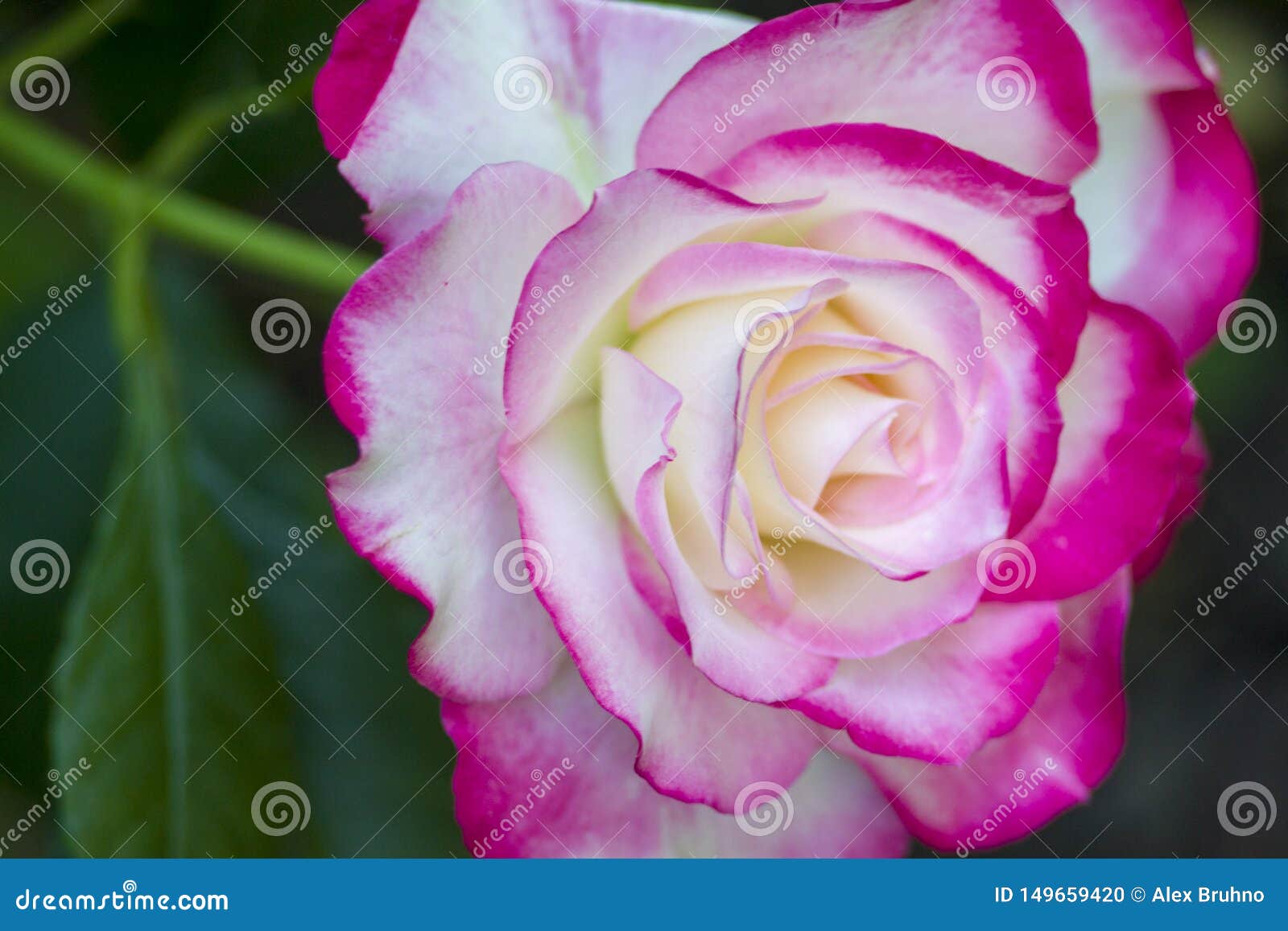 White Pink Rose in the Garden. Stock Photo - Image of green, background ...