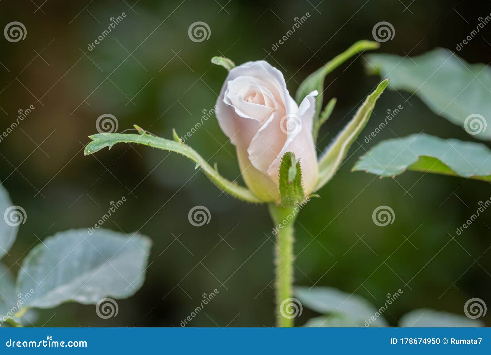 White-pink Rosebud Grow at the Garden Stock Photo - Image of beautiful ...