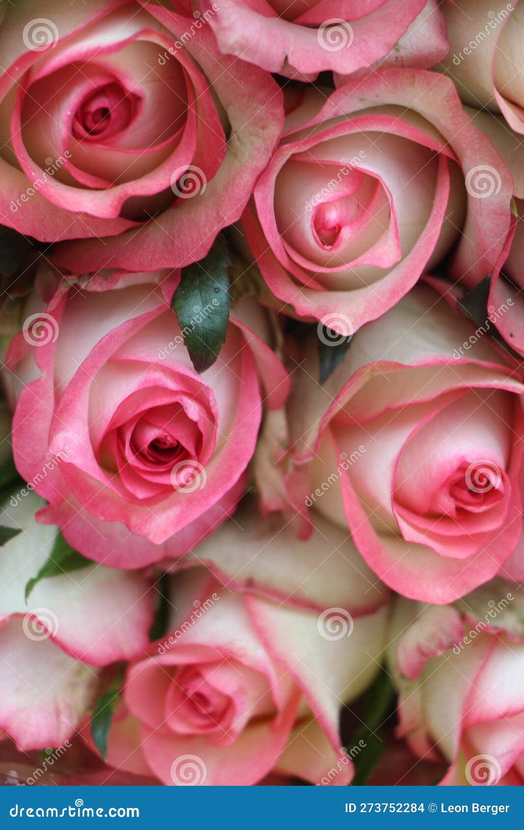 White and Pink Roses from Above View Stock Photo - Image of purple ...