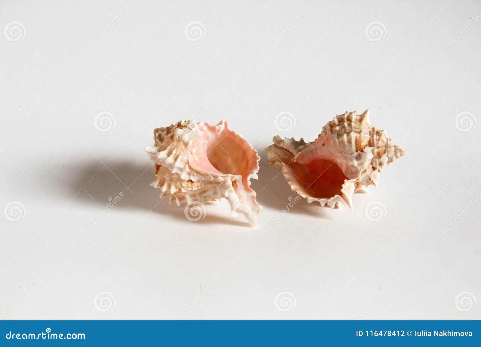 White-pink sea shells stock photo. Image of purity, shell - 116478412