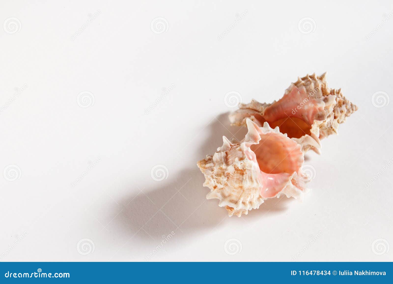 White-pink sea shells stock photo. Image of spiral, purity - 116478434