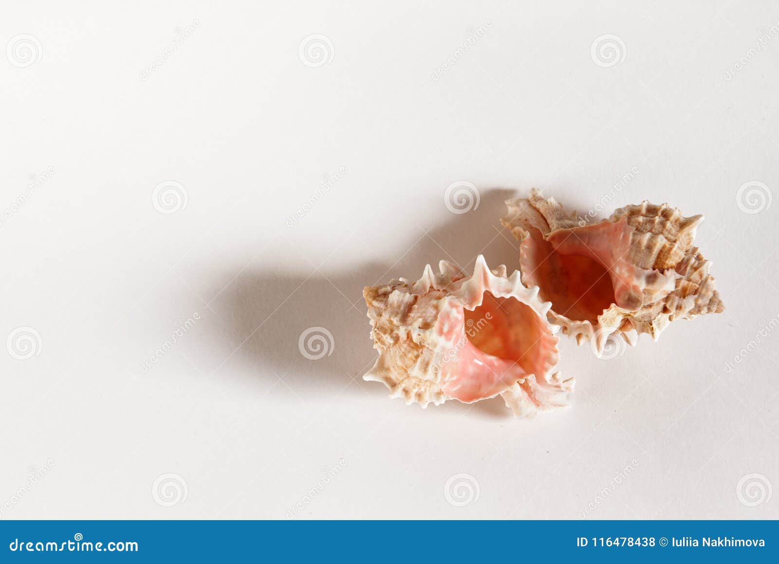 White-pink sea shells stock photo. Image of summer, object - 116478438