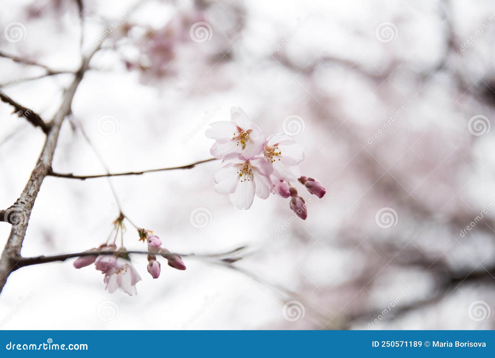 White and pink subtlety 2 stock image. Image of branch - 250571189
