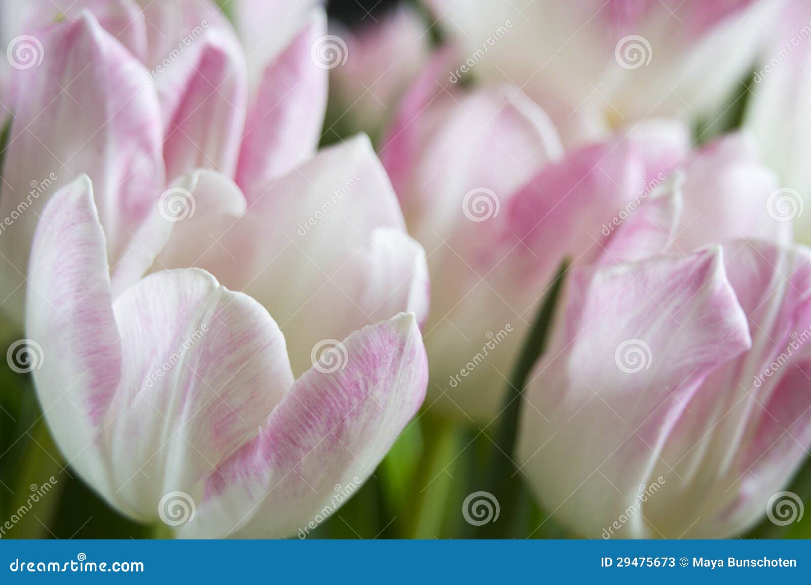 White and pink tulips stock image. Image of flowering - 29475673