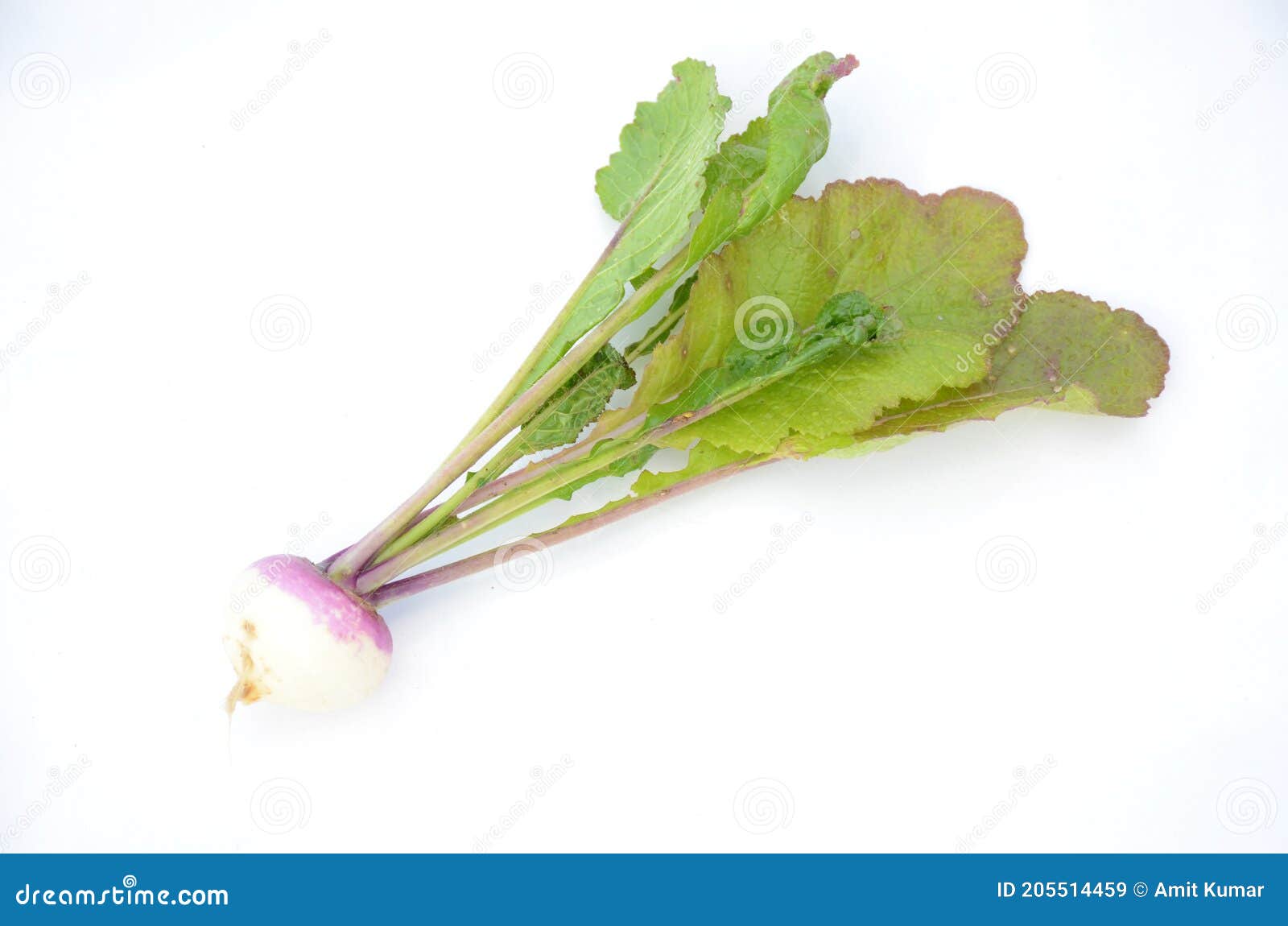 The White Pink Turnip with Green Leaves Isolated on White Background ...