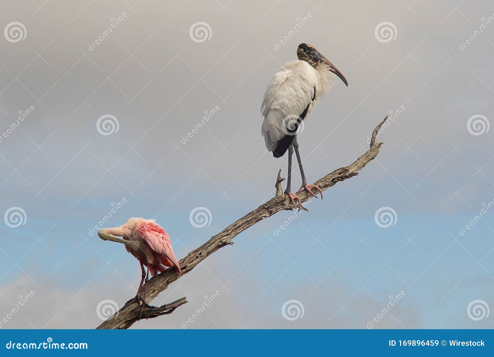 White and a Pink Wood Stork on a Tree Branch with a Blurred Background ...