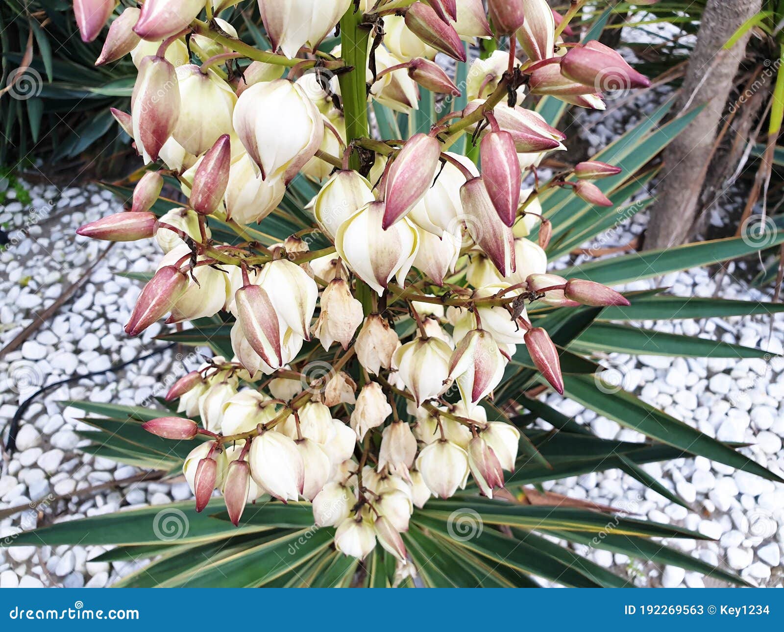 White and Pink Yucca Gloriosa Flowers Stock Image - Image of bush ...