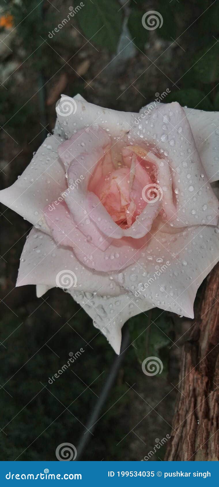 White pinkish Rose stock image. Image of leaf, bouquet - 199534035
