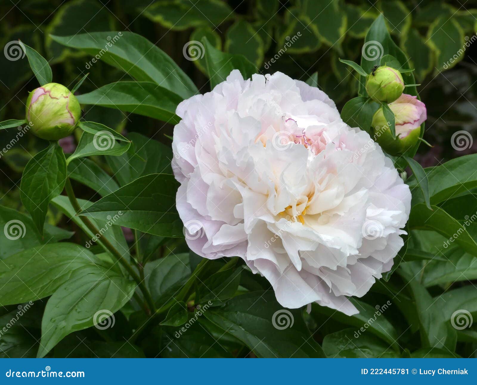 White Pion stock image. Image of color, outdoor, blooming - 222445781