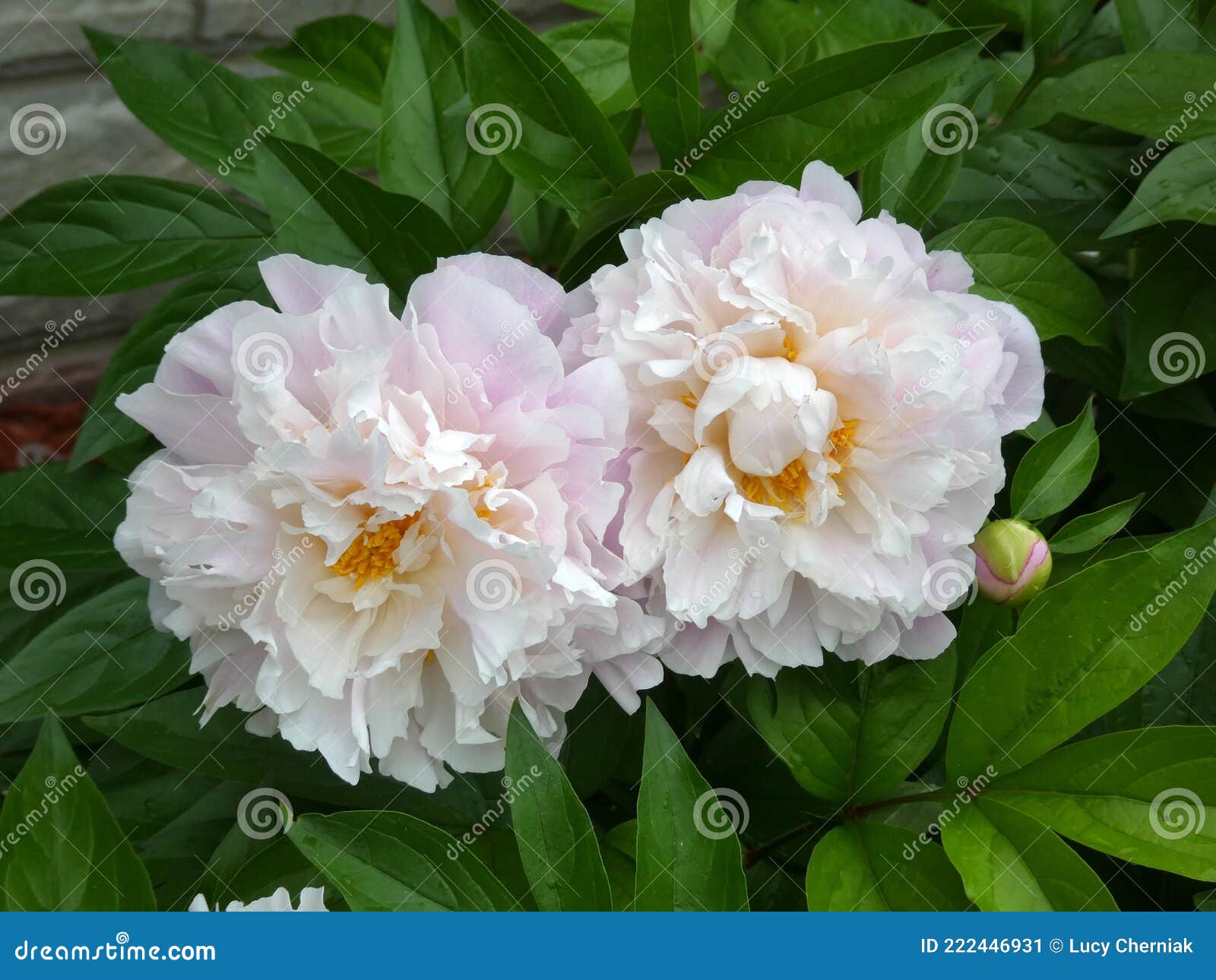 White Pions stock image. Image of flower, leaf, peony - 222446931