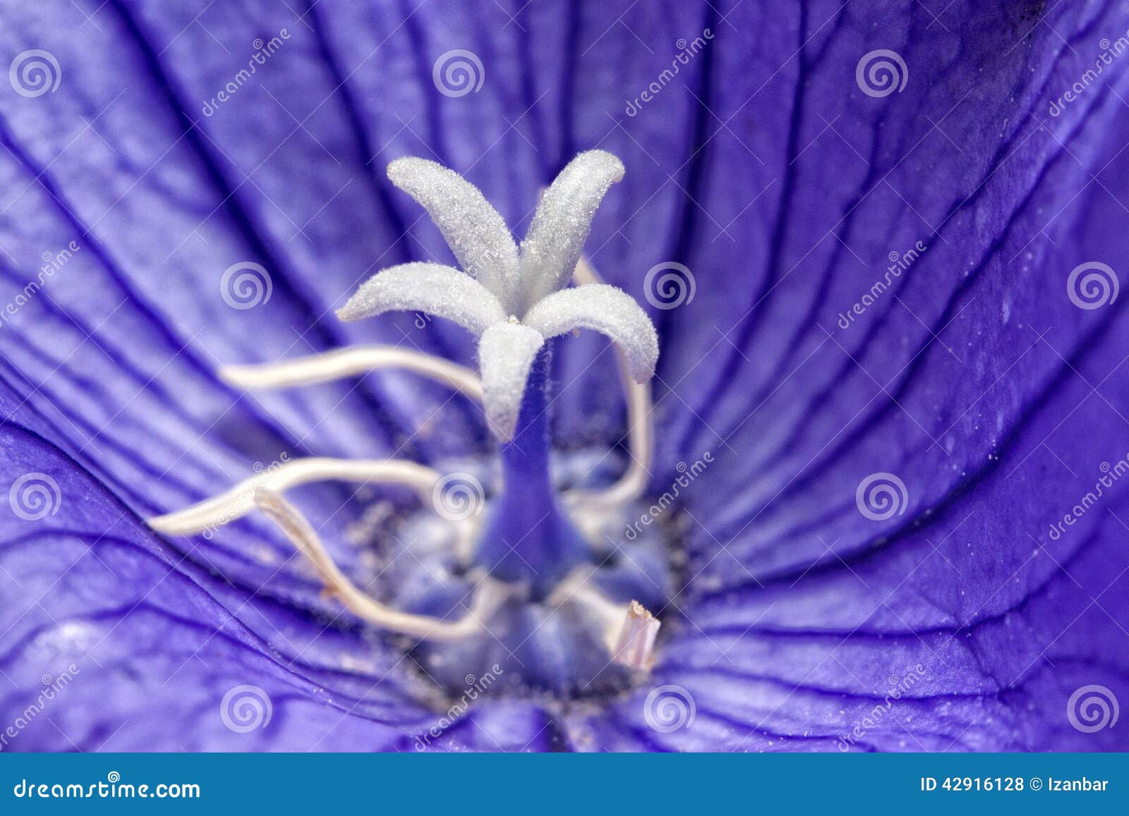 White Pistil Inside Violet Flower Stock Photo - Image of detail, pollen ...