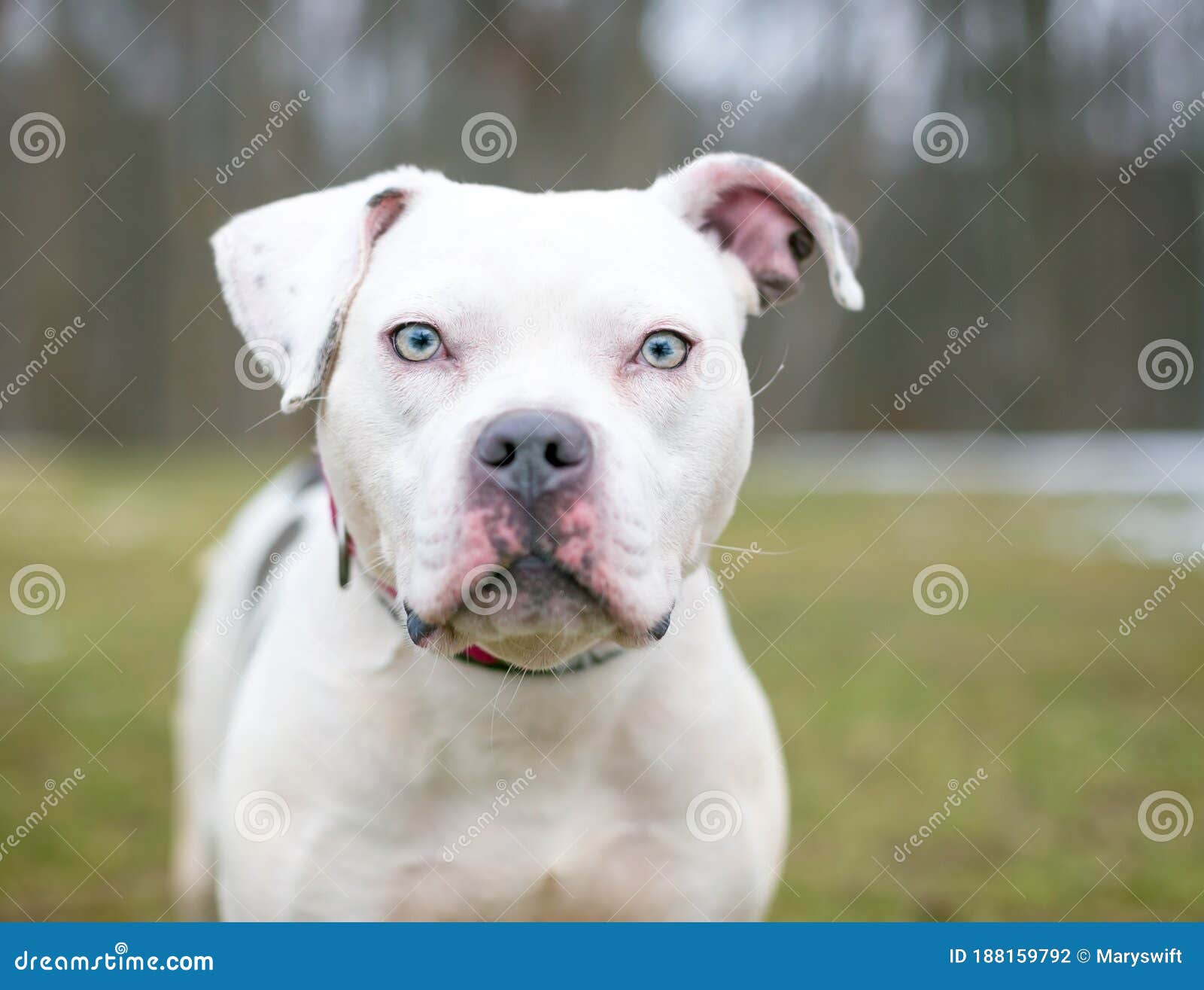 A White Pit Bull Mixed Breed Dog Outdoors Stock Photo - Image of ...