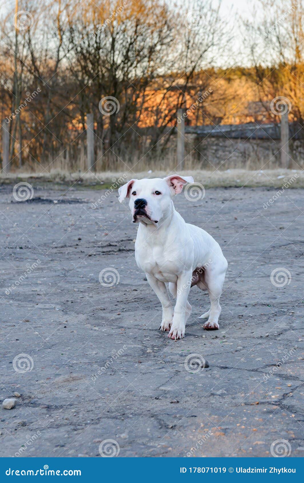 White Pit Bull Terrier in Nature. Stock Image - Image of friend ...