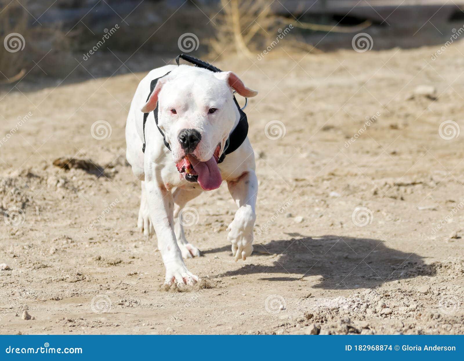 White Pitbull Running in the Desert Stock Photo - Image of outside ...