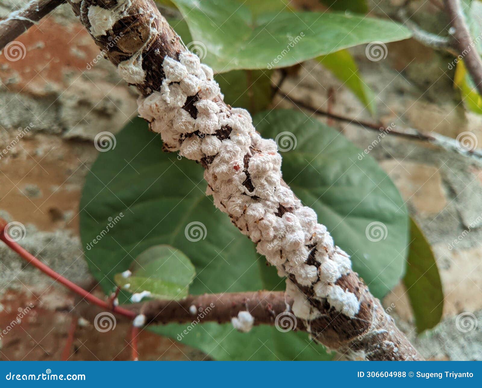 The White Planococcus Citri Pest Sticks To Tree Branches. this Pest ...