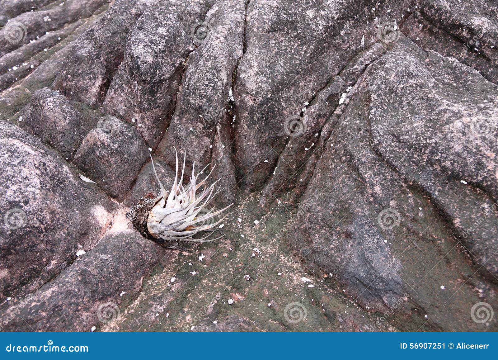 Almost White Plant Growing Right from Pinkish Rock of Mount Roraima ...