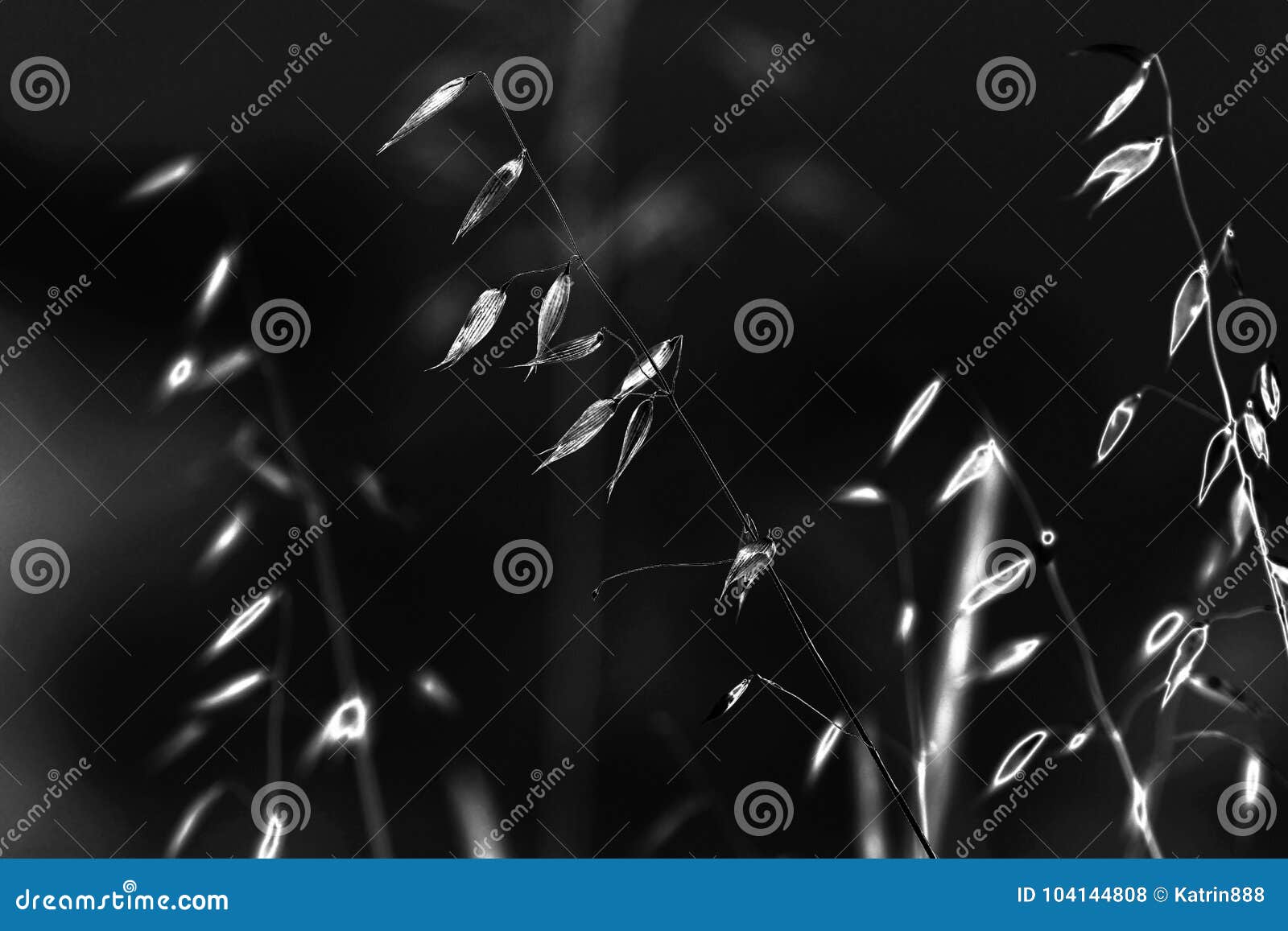 Solarisation Mrnthod of Plants Stock Photo - Image of modern, plant ...
