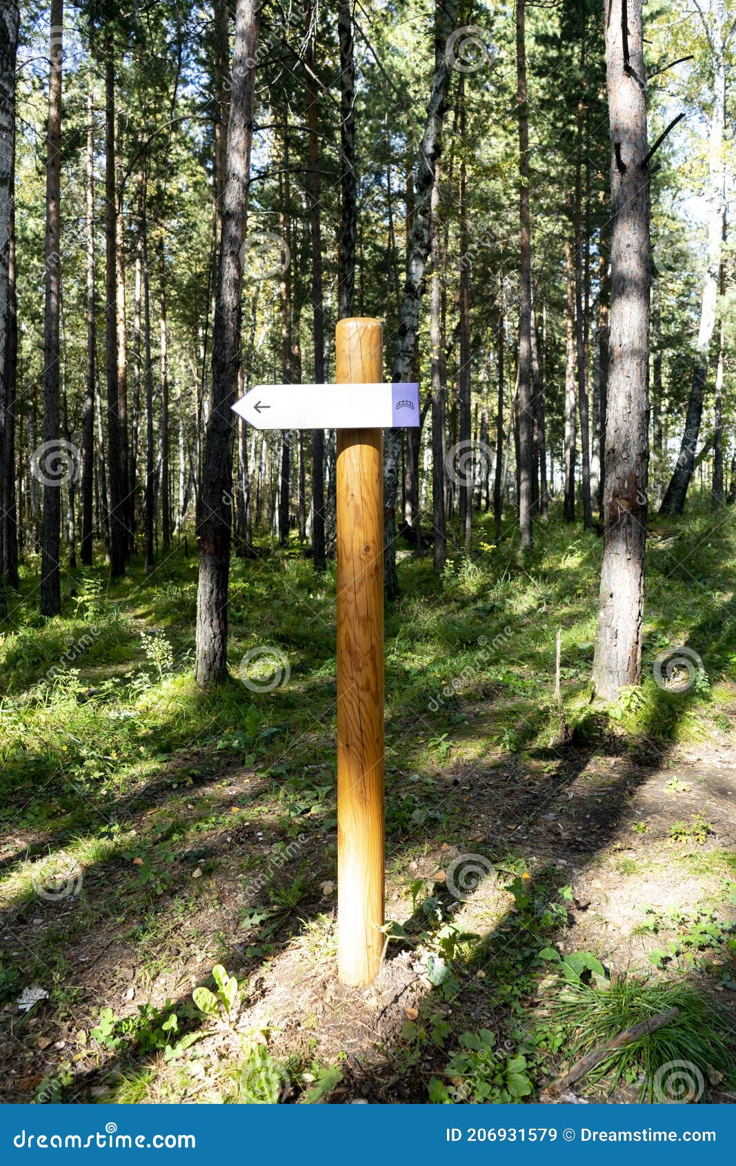 White Plaque Pointer on a Wooden Post in a Pine Forest. Stock Image ...