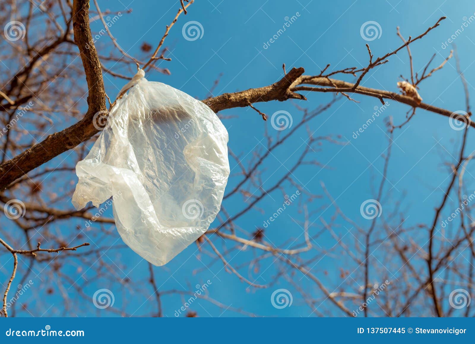 Plastic Bag On The Tree Stock Photo | CartoonDealer.com #105601398