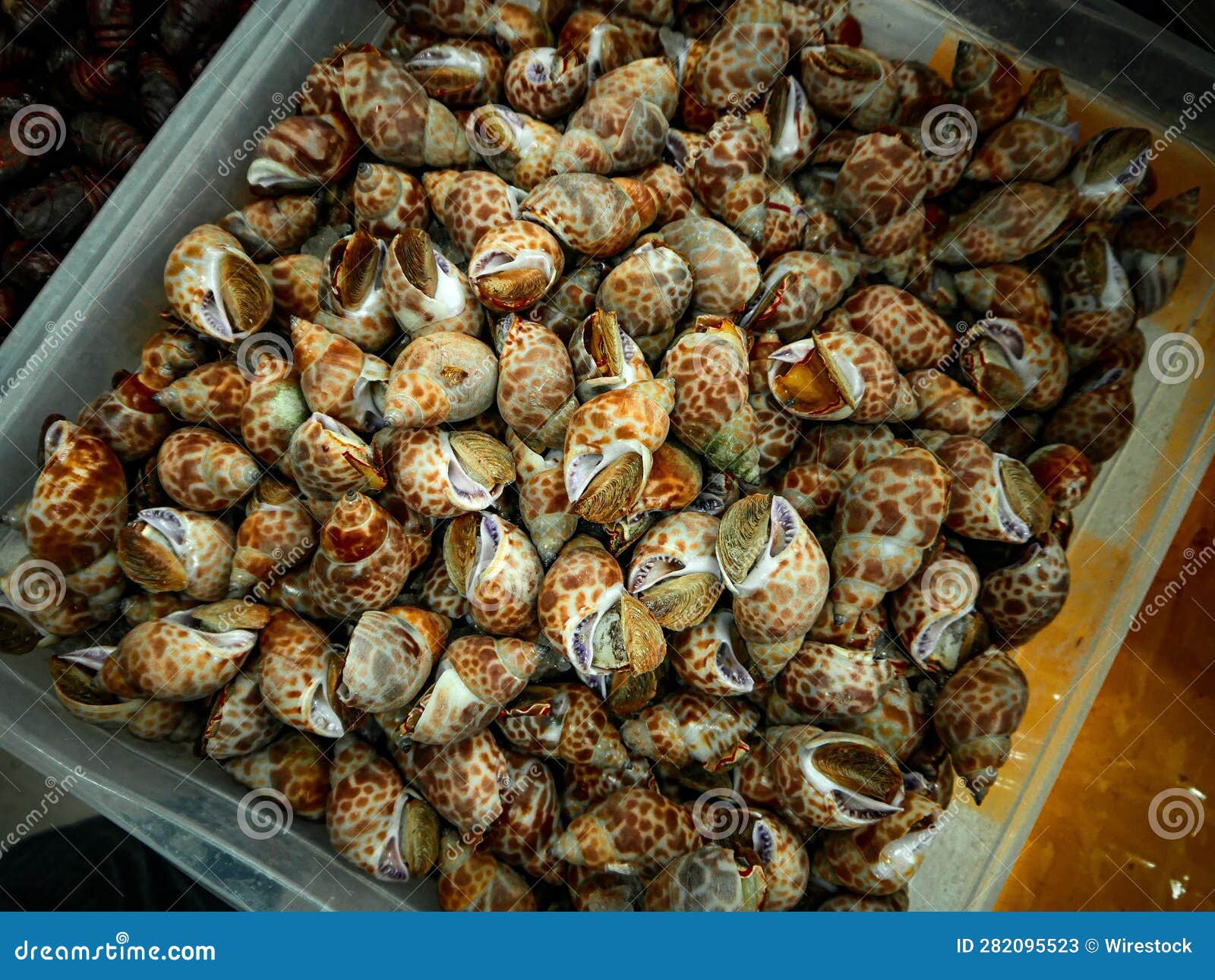 White Plastic Container Filled with Fresh Shells in an Outdoor Market ...