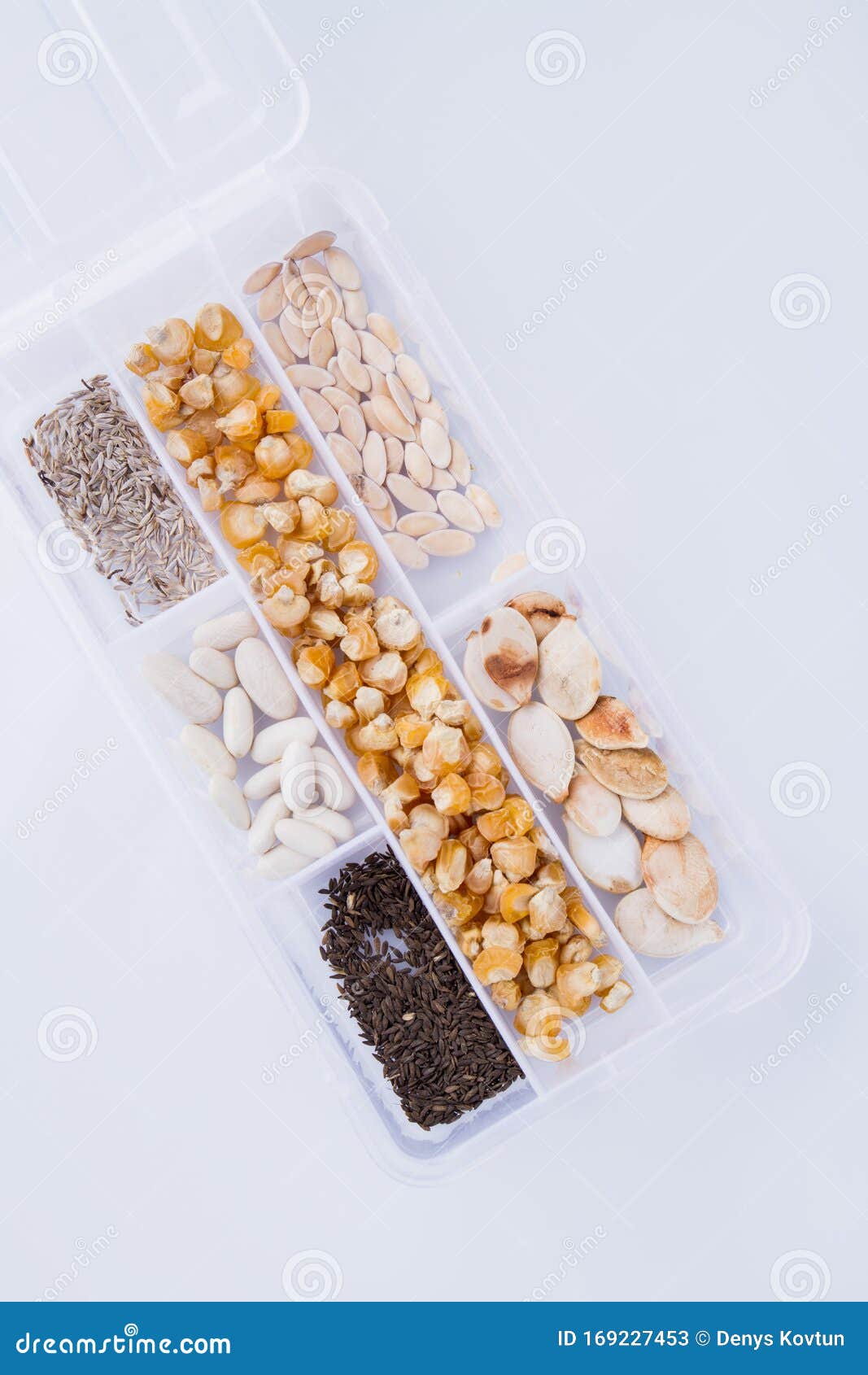 White Plastic Seed Box Container with Grain Seeds. Stock Image - Image ...