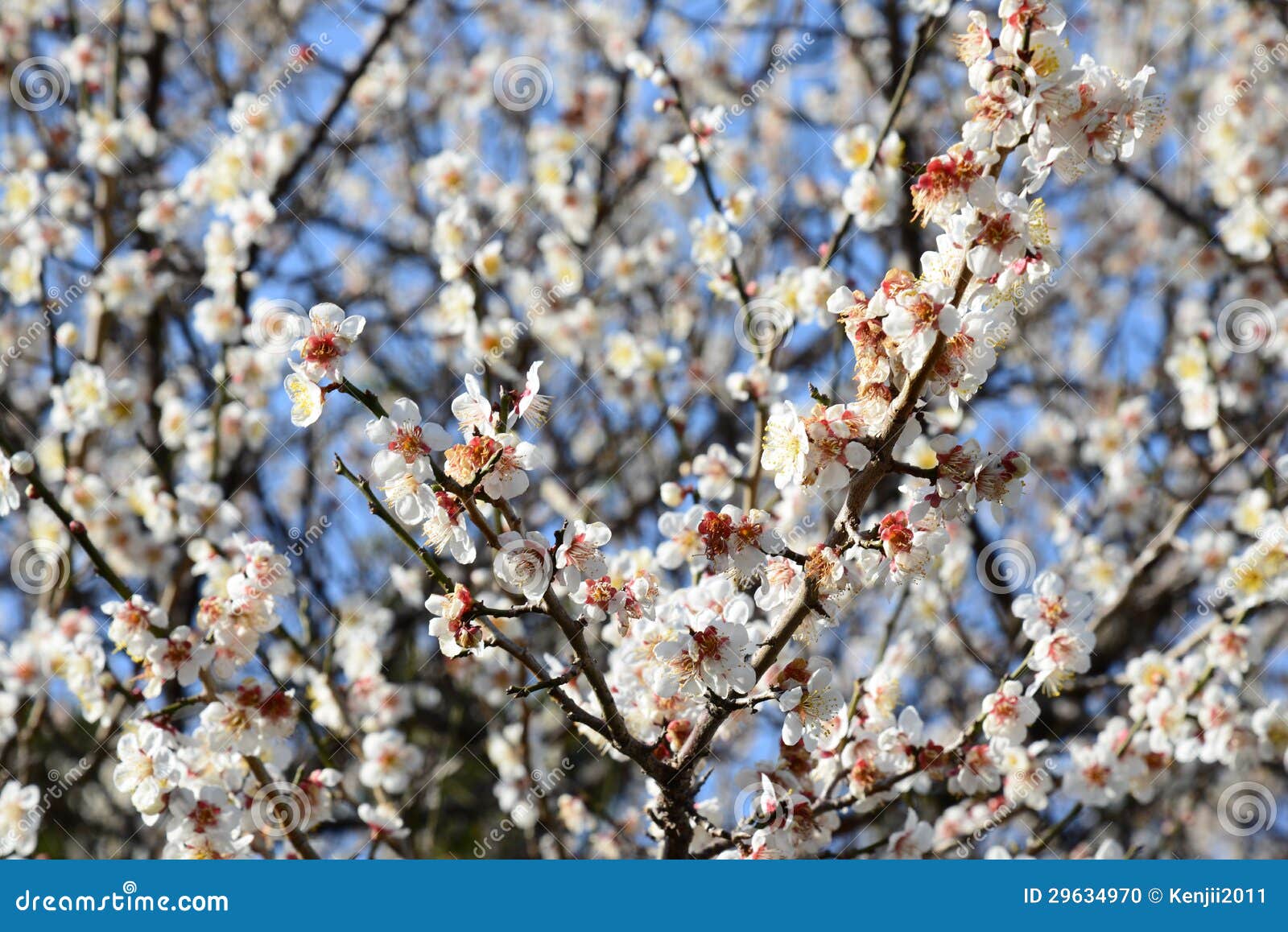 White plum blossoms stock photo. Image of beautiful, growth - 29634970