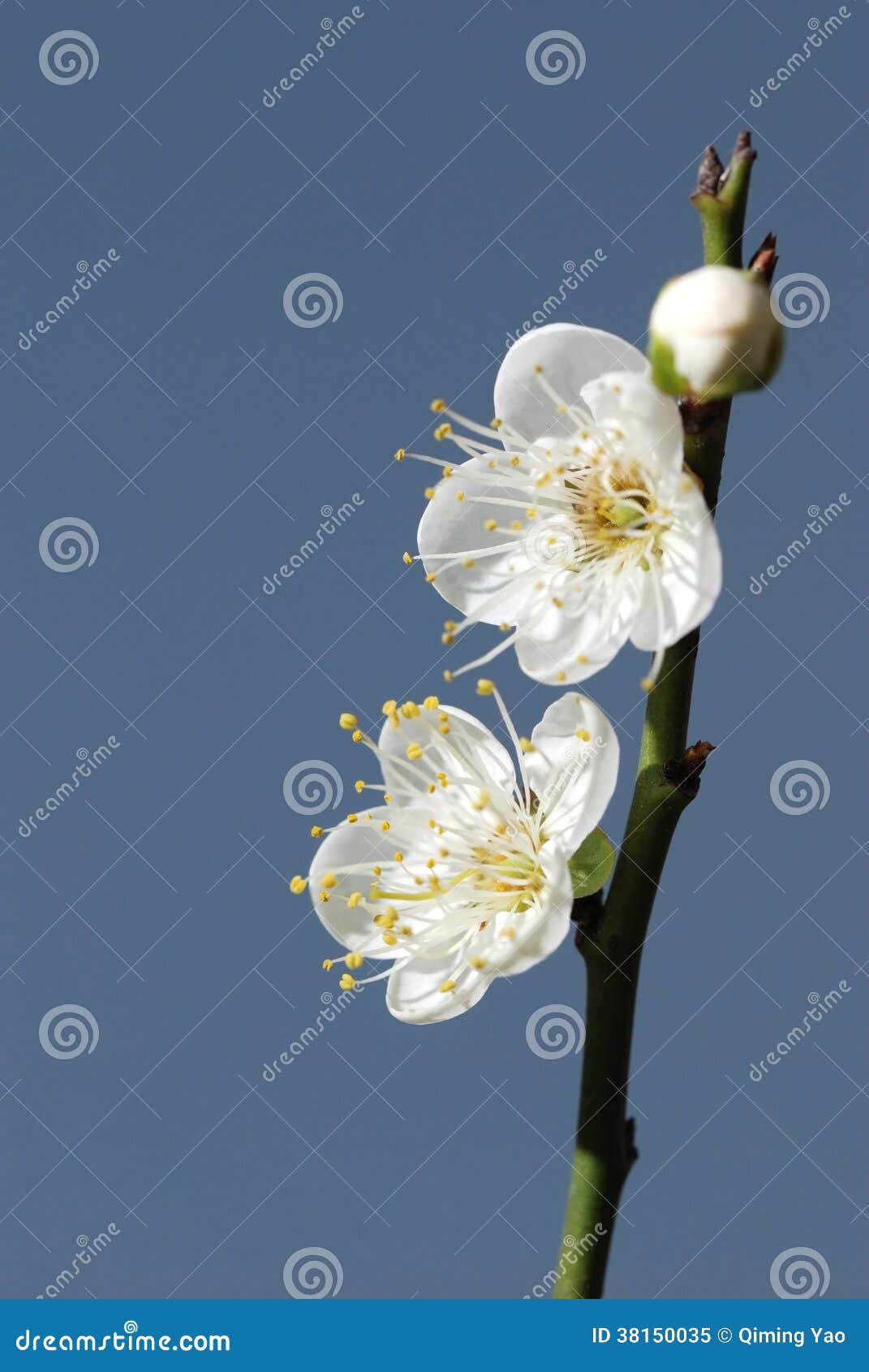 White plum flower stock image. Image of plants, natural - 38150035